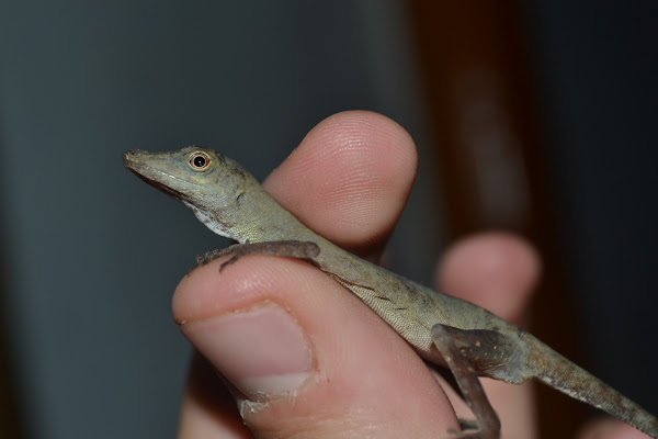 Anolis | Project Noah