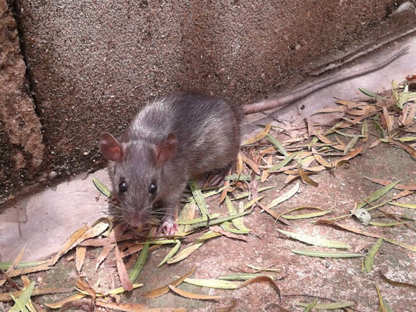 Mouse of Reed/Brazilian Marsh Rat/Web-Footed Marsh Rat | Project Noah