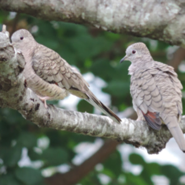 Inca Dove pair | Project Noah