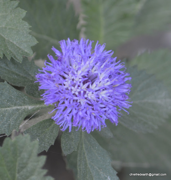 Brazilian Bachelor's Button, Brazilian Button Flower, Larkdaisy ...