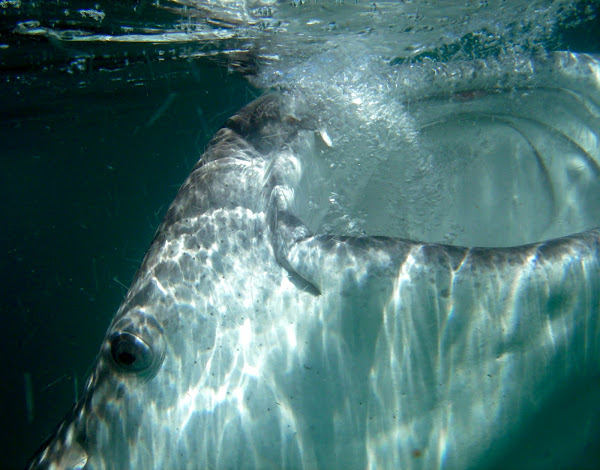 Whale Shark | Project Noah