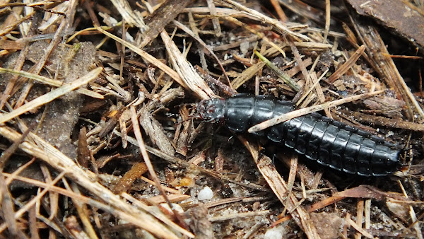 Leatherback ground beetle | Project Noah