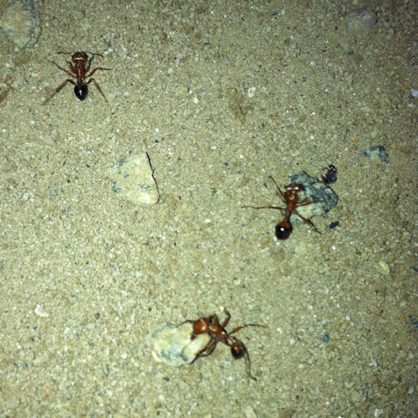 Cone ant, bi-color worker | Project Noah