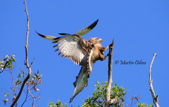 Western Banded Snake Eagle | Project Noah