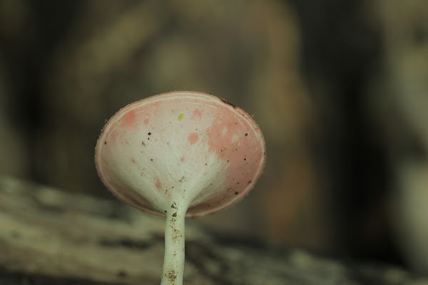 Cup fungi | Project Noah