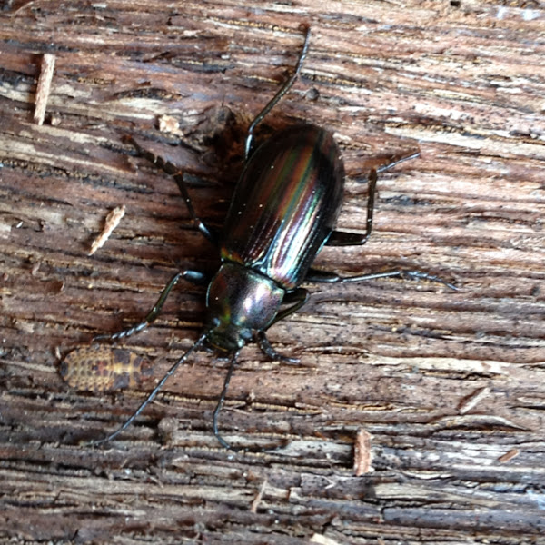 Gleaming Darkling Beetle | Project Noah
