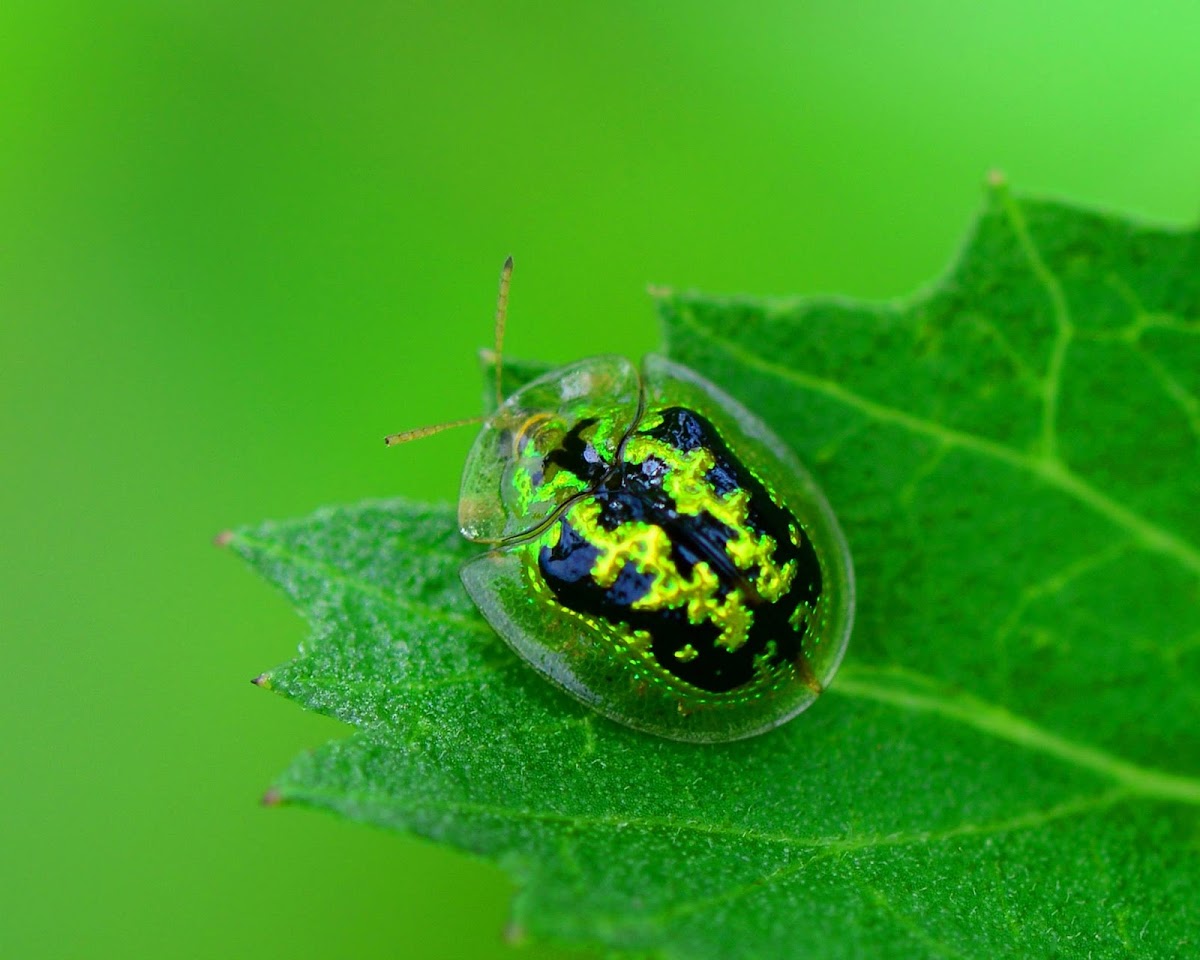 Green Tortoise Beetle | Project Noah