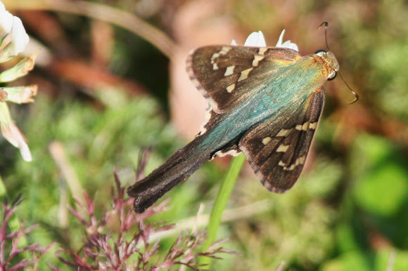 Long-tailed Skipper | Project Noah