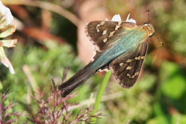 Long-tailed Skipper | Project Noah