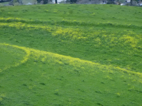 Mustard Fields | Project Noah