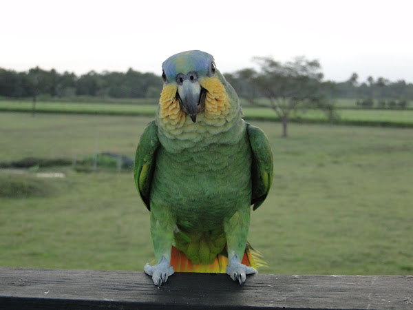 Loro guaro | Project Noah