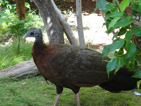 Great Argus Pheasant | Project Noah