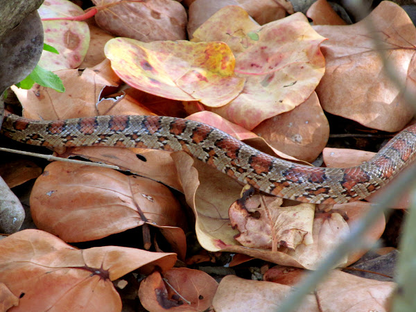 Eastern Corn Snake | Project Noah
