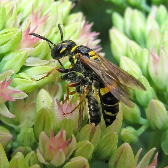 Beewolf | Project Noah