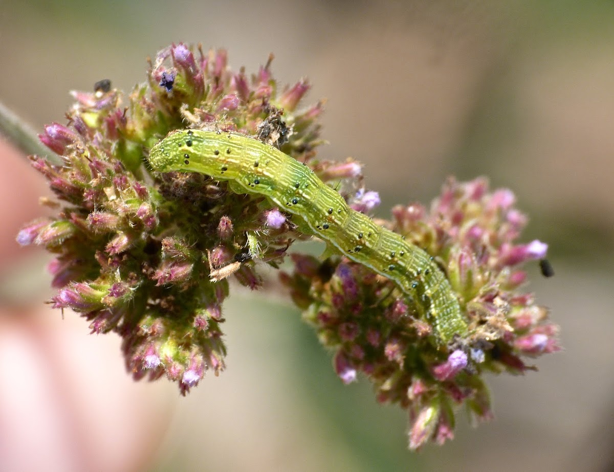 Looper moth caterpillar | Project Noah