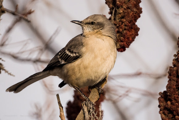 Nothern Mockingbird | Project Noah
