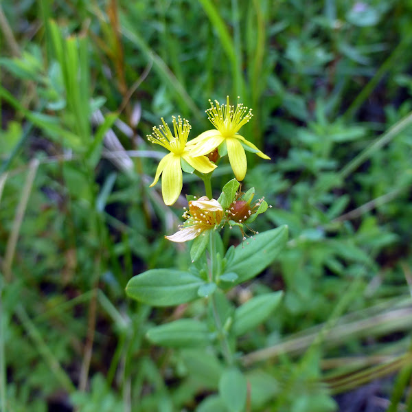 Pale St. John'swort | Project Noah