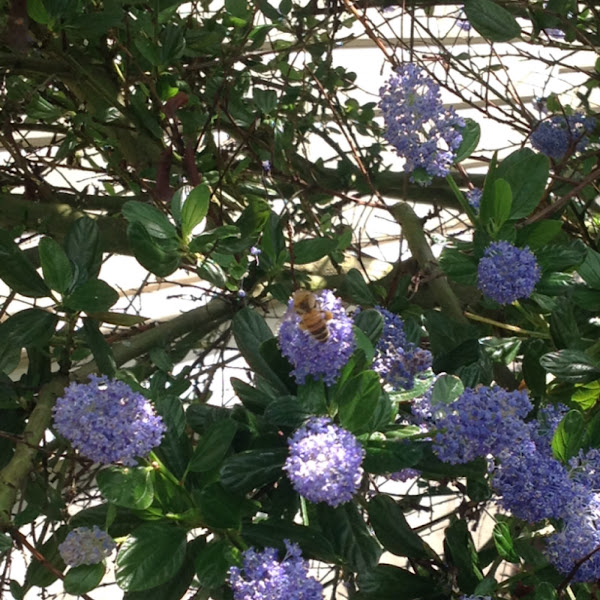 Honey bee | Project Noah