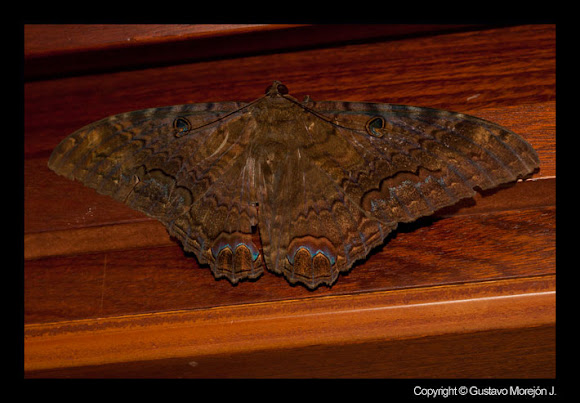 Mariposa de la muerte | Project Noah