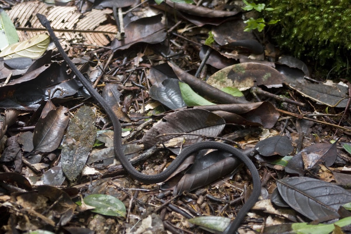 Seychelles wolf snake | Project Noah