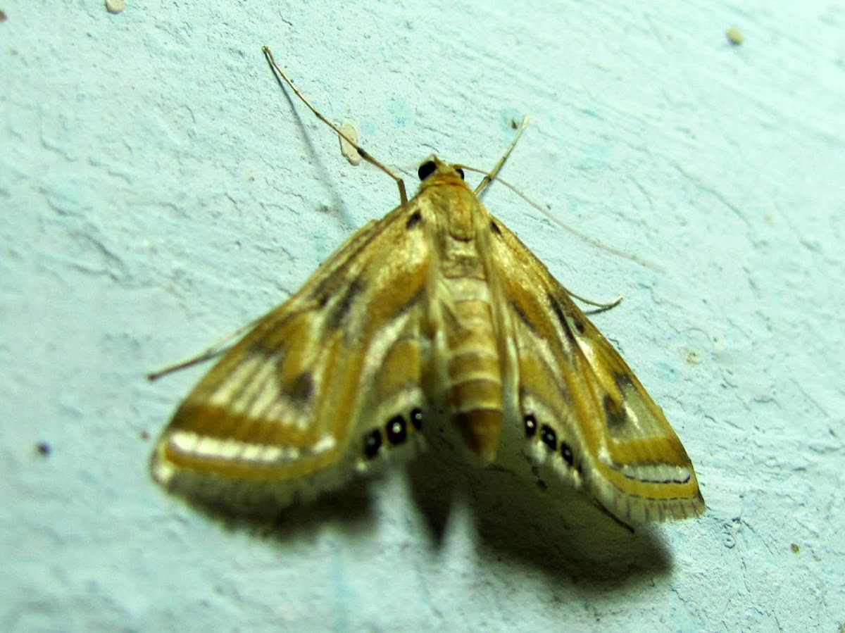 Crambidae | Project Noah