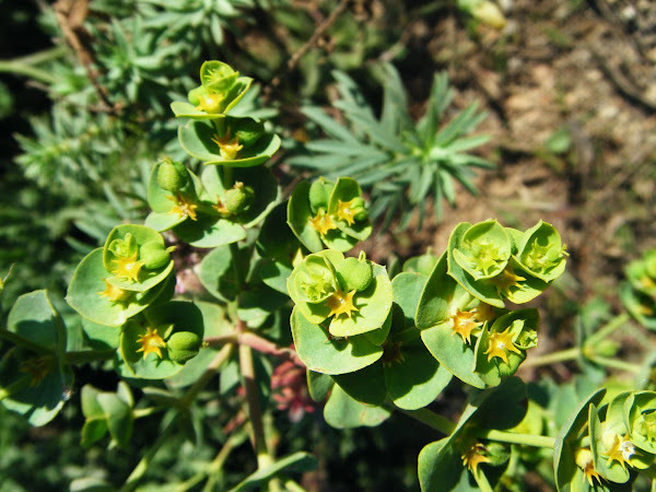 Pine Spurge | Project Noah