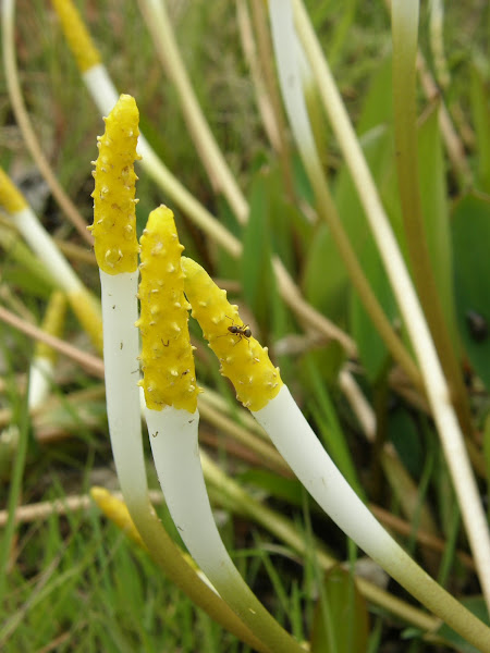 Orontium | Project Noah