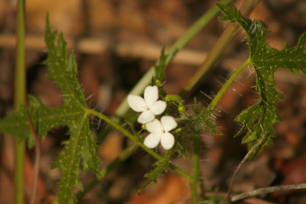 Bull Nettle | Project Noah