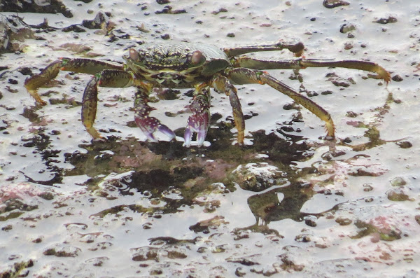 Polynesian Grapsid Crab | Project Noah