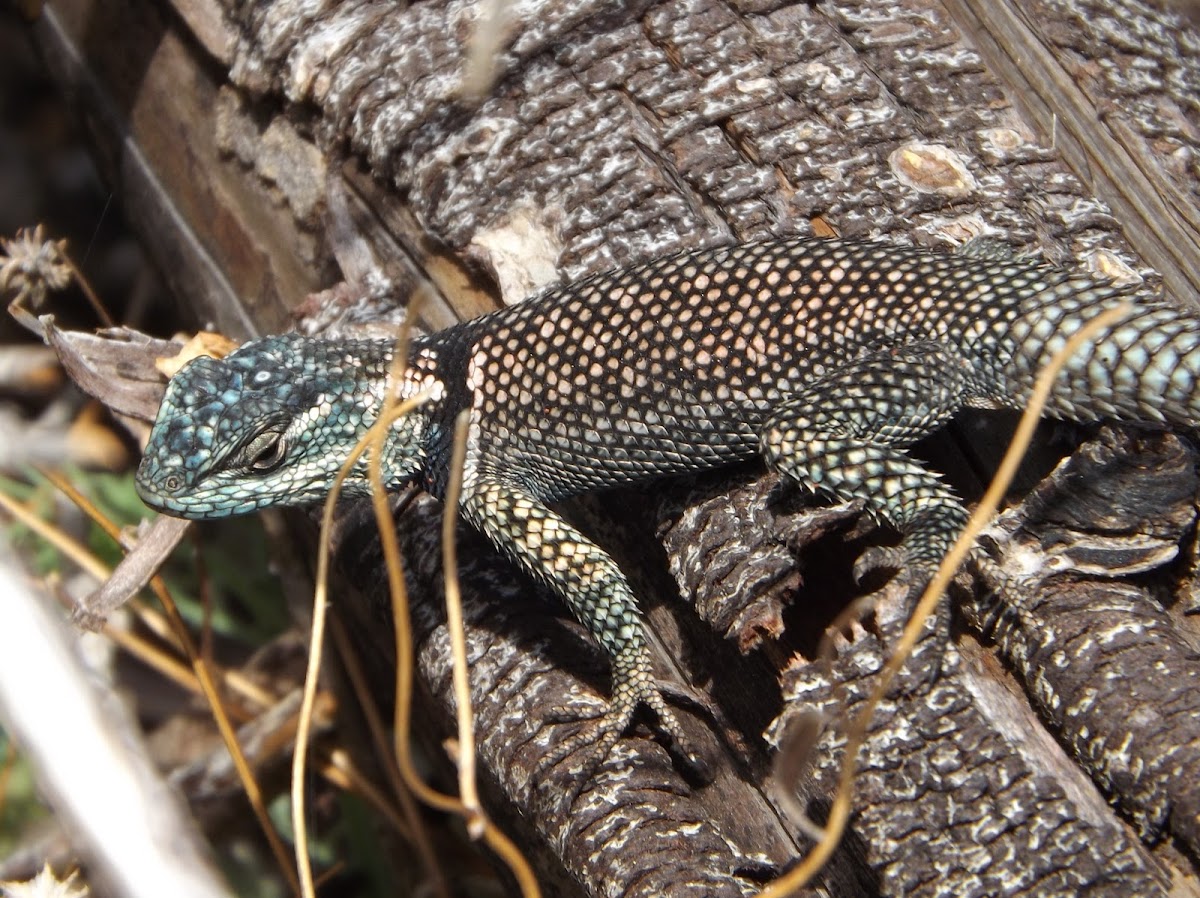 Yarrow's Spiny Lizard | Project Noah