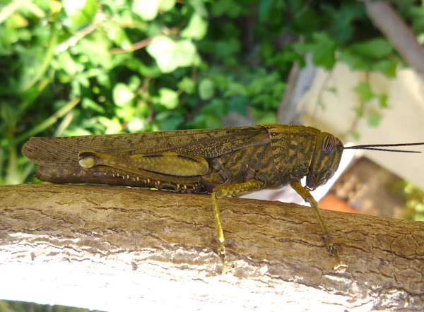 Saltamontes o langosta | Project Noah