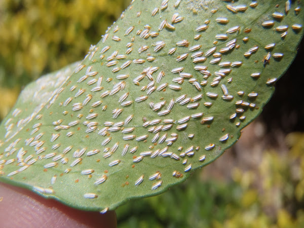 Euonymus scale | Project Noah