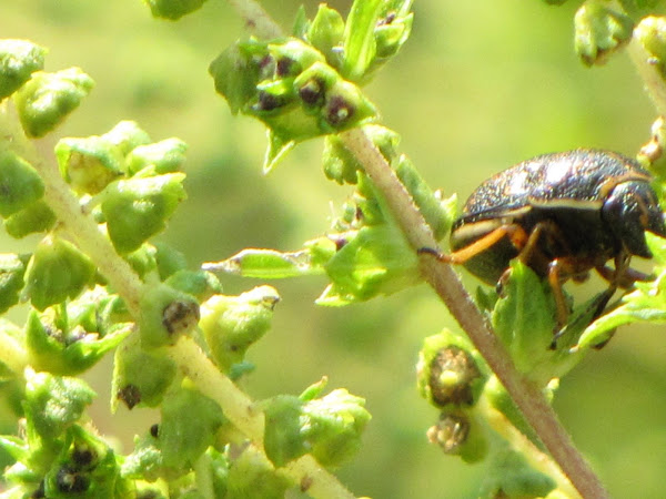 Shield-backed bug | Project Noah
