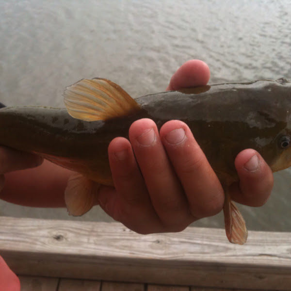 Yellow Belly Catfish | Project Noah