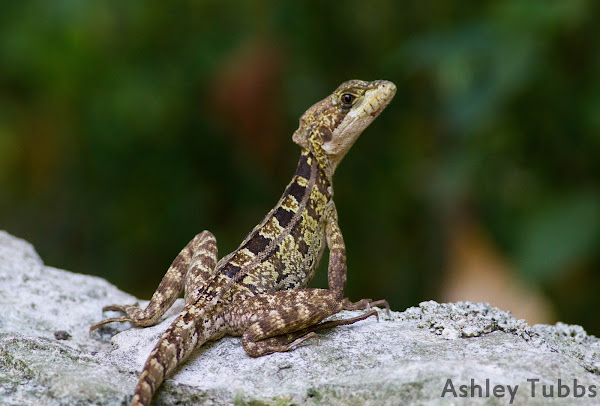 Brown Basilisk | Project Noah
