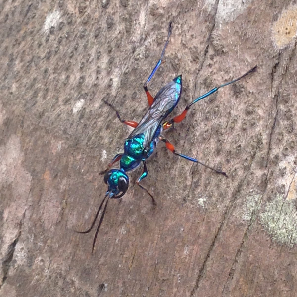 Emerald Cockroach Wasp | Project Noah