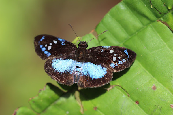 Lerina Blue-Skipper | Project Noah