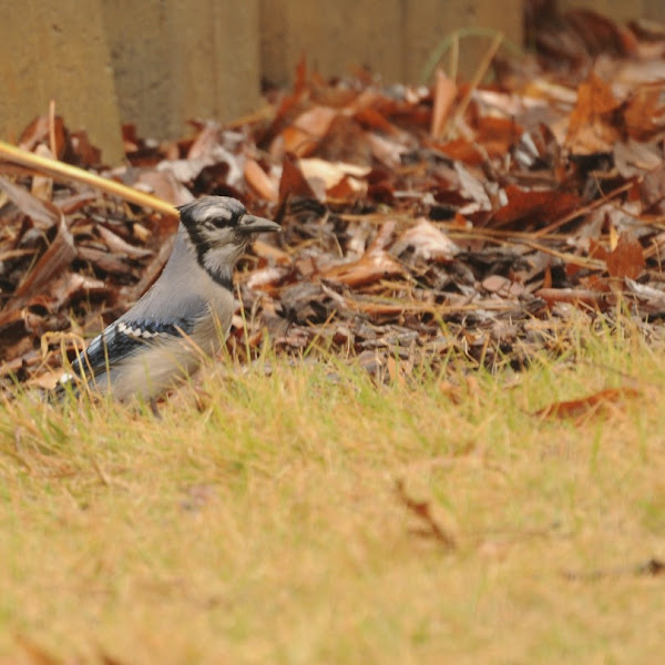 Blue Jay | Project Noah