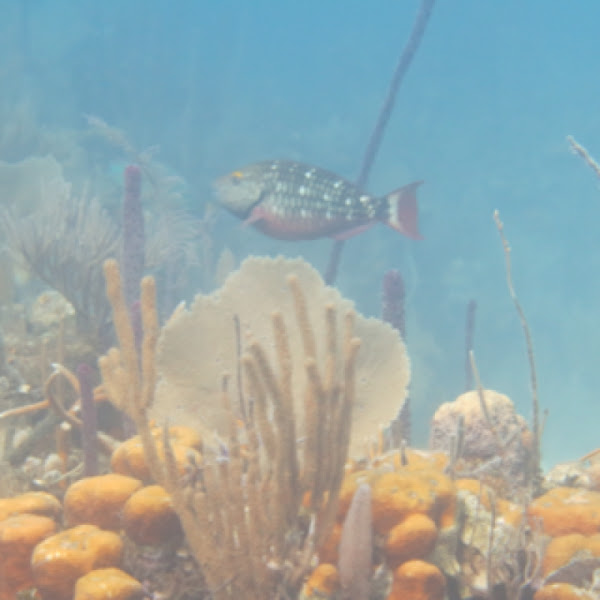 Stoplight Parrotfish Initial phase | Project Noah