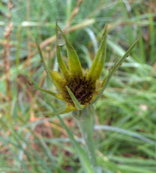 Yellow Goatsbeard | Project Noah