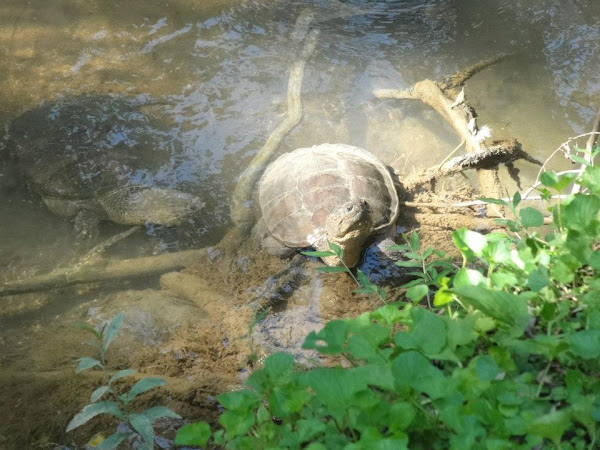 Common snapping turtle | Project Noah