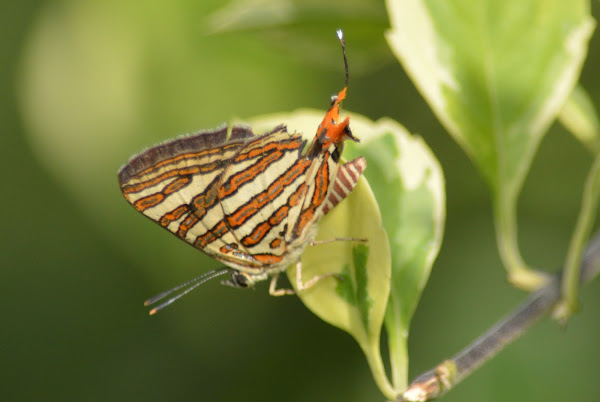 Spindasis lohita | Project Noah