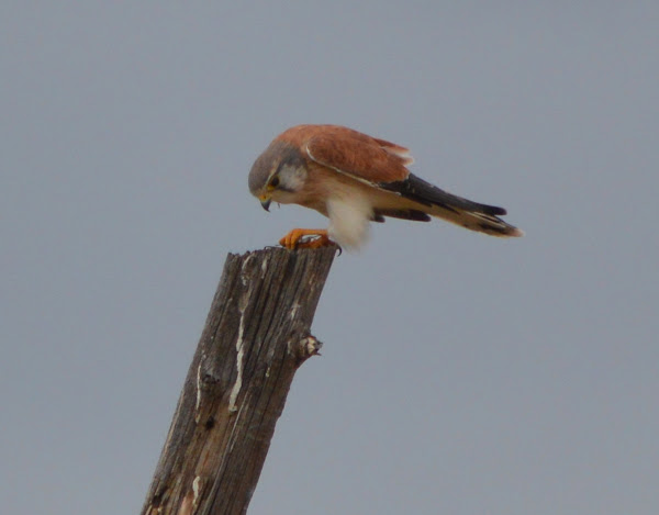 Nankeen Kestrel | Project Noah