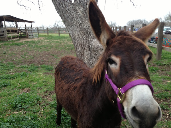 Donkey | Project Noah