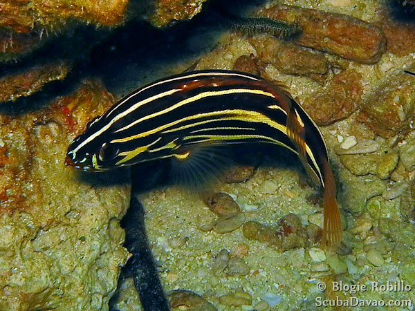 Six-lined Soapfish | Project Noah