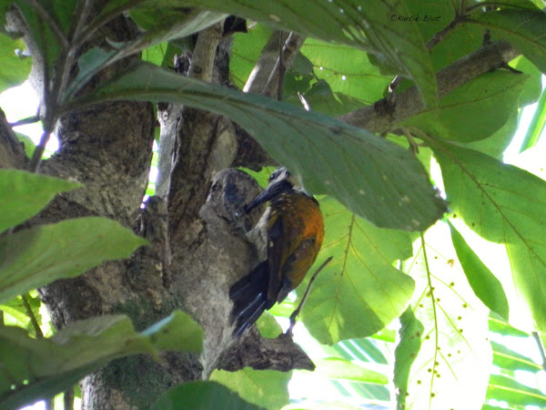 Flameback Woodpecker | Project Noah