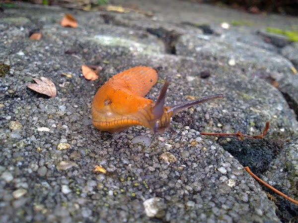 Red slug | Project Noah