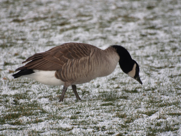 Canada goose | Project Noah
