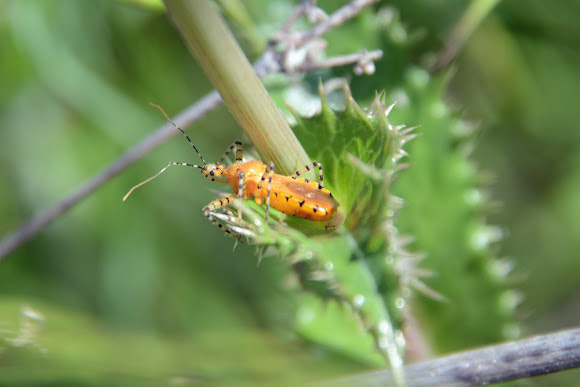 Orange Assassin Bug | Project Noah