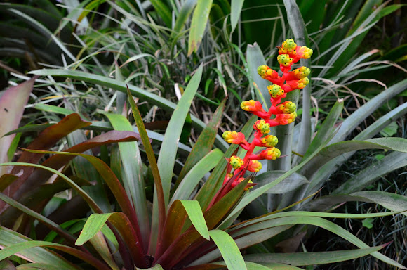 Bromeliad | Project Noah